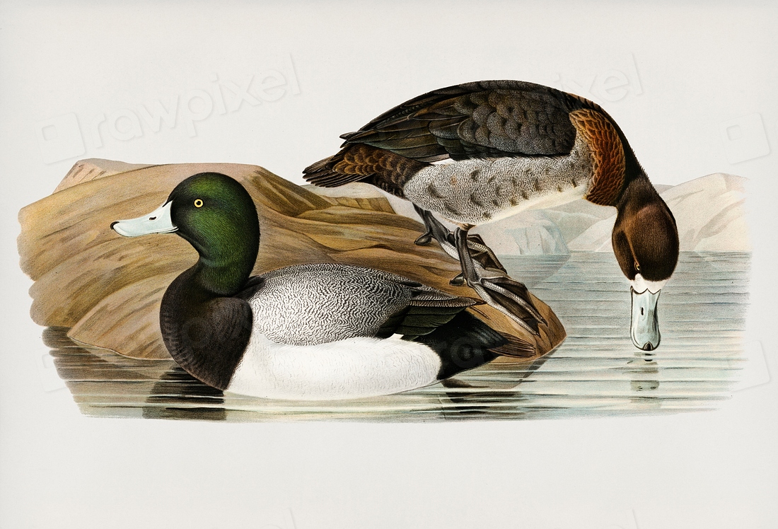 Greater Scaup, Scaup (Nyroca marila) | Premium PSD - rawpixel