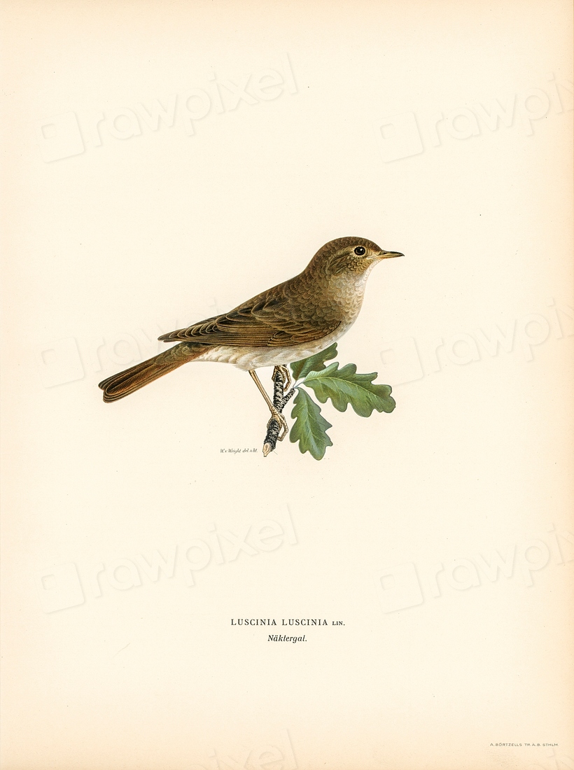 Thrush Nightingale (Luscinia luscinia) illustrated | Free Photo ...