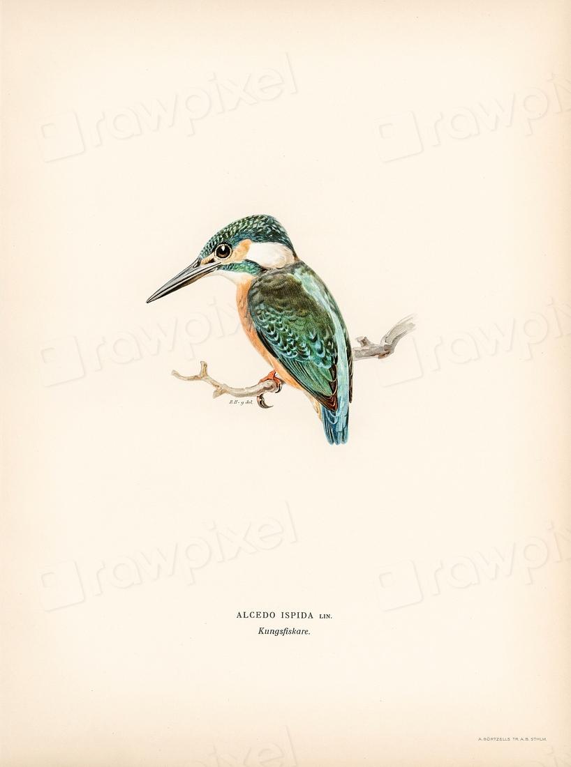 Alcedo ispida illustrated von Wright | Free Photo Illustration - rawpixel