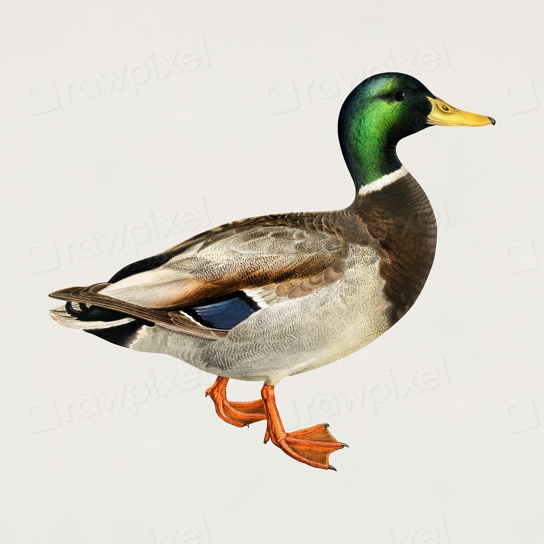 Bird mallard psd hand drawn | Premium PSD - rawpixel