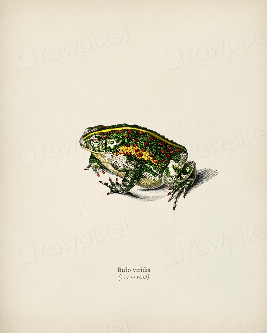 Green toad illustrated Charles Dessalines | Premium Photo Illustration ...