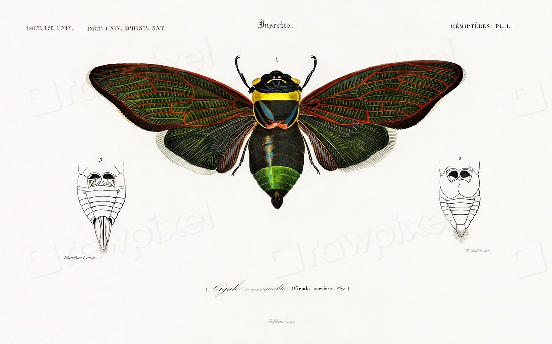 Gian cicuda (Cicada speciosa) illustrated | Free Photo Illustration ...