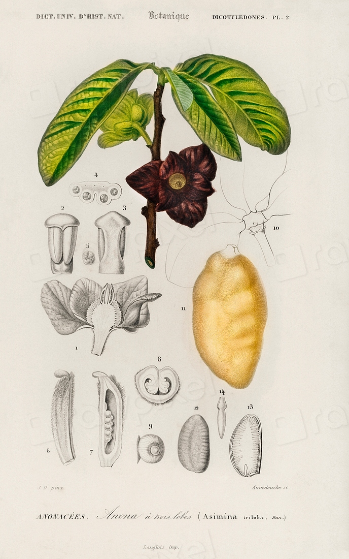 Asimina triloba illustrated Charles Dessalines | Free Photo ...