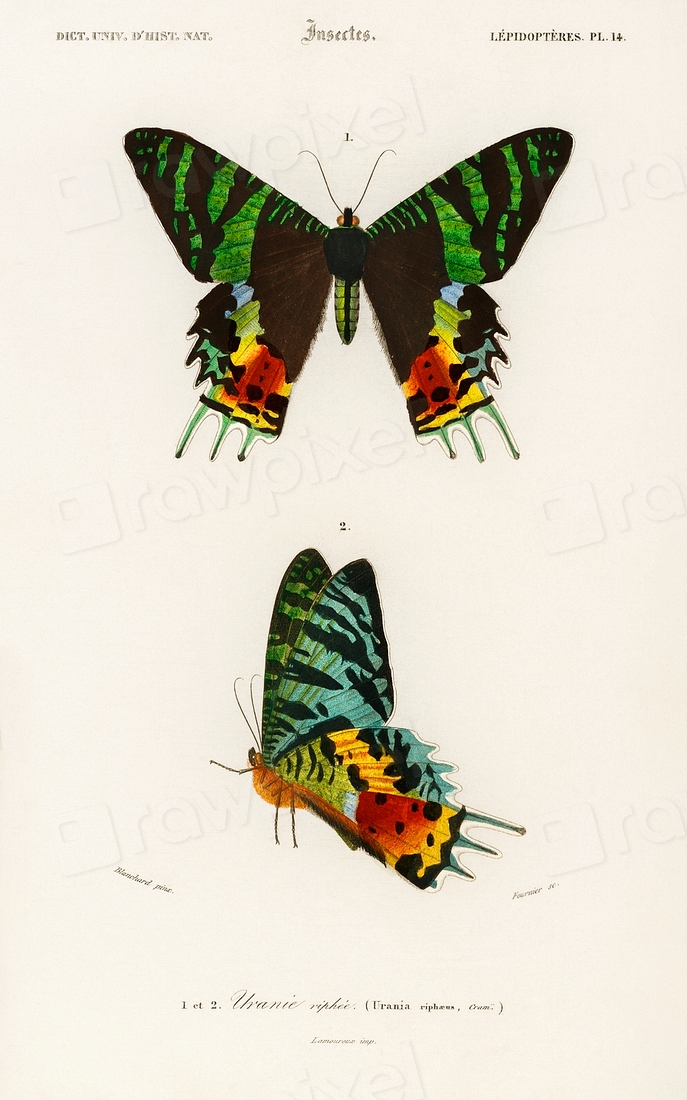 Madagascan Sunset Moth (Urania Riphaeus) | Free Photo Illustration ...
