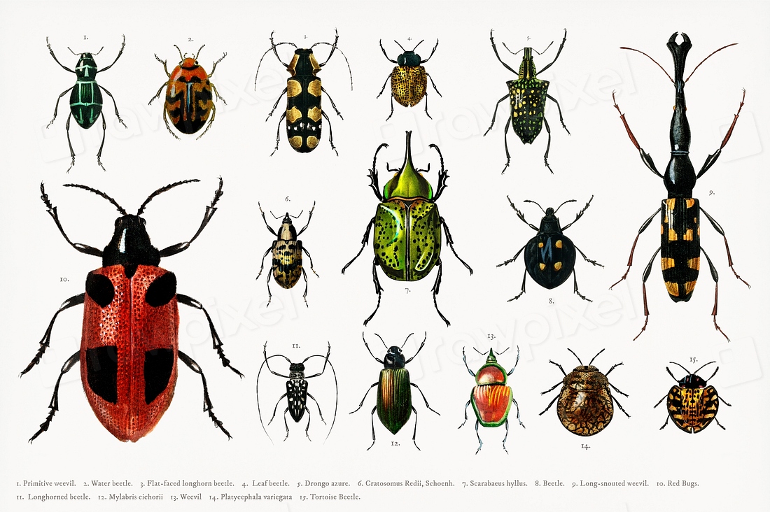 Different types insects illustrated Charles | Premium Photo - rawpixel