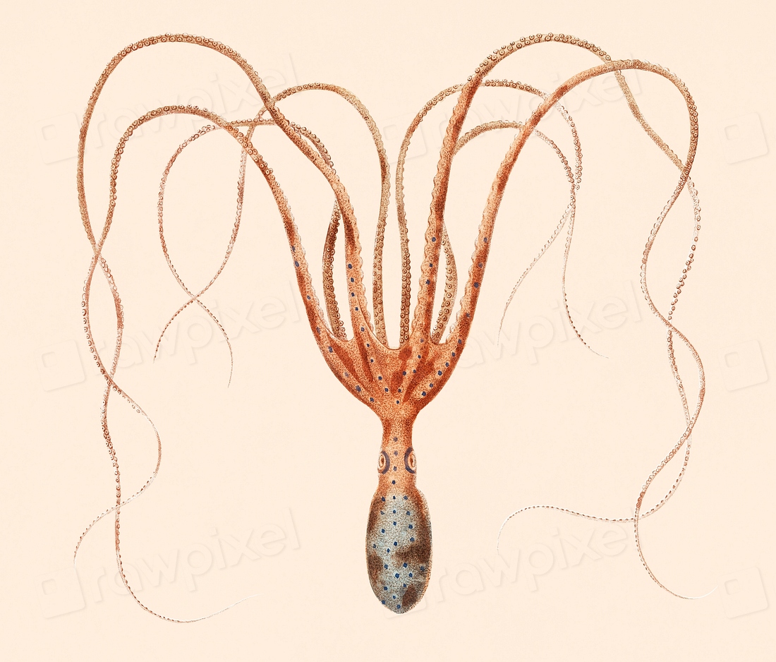 Vintage Illustration common octopus. | Premium Photo Illustration ...