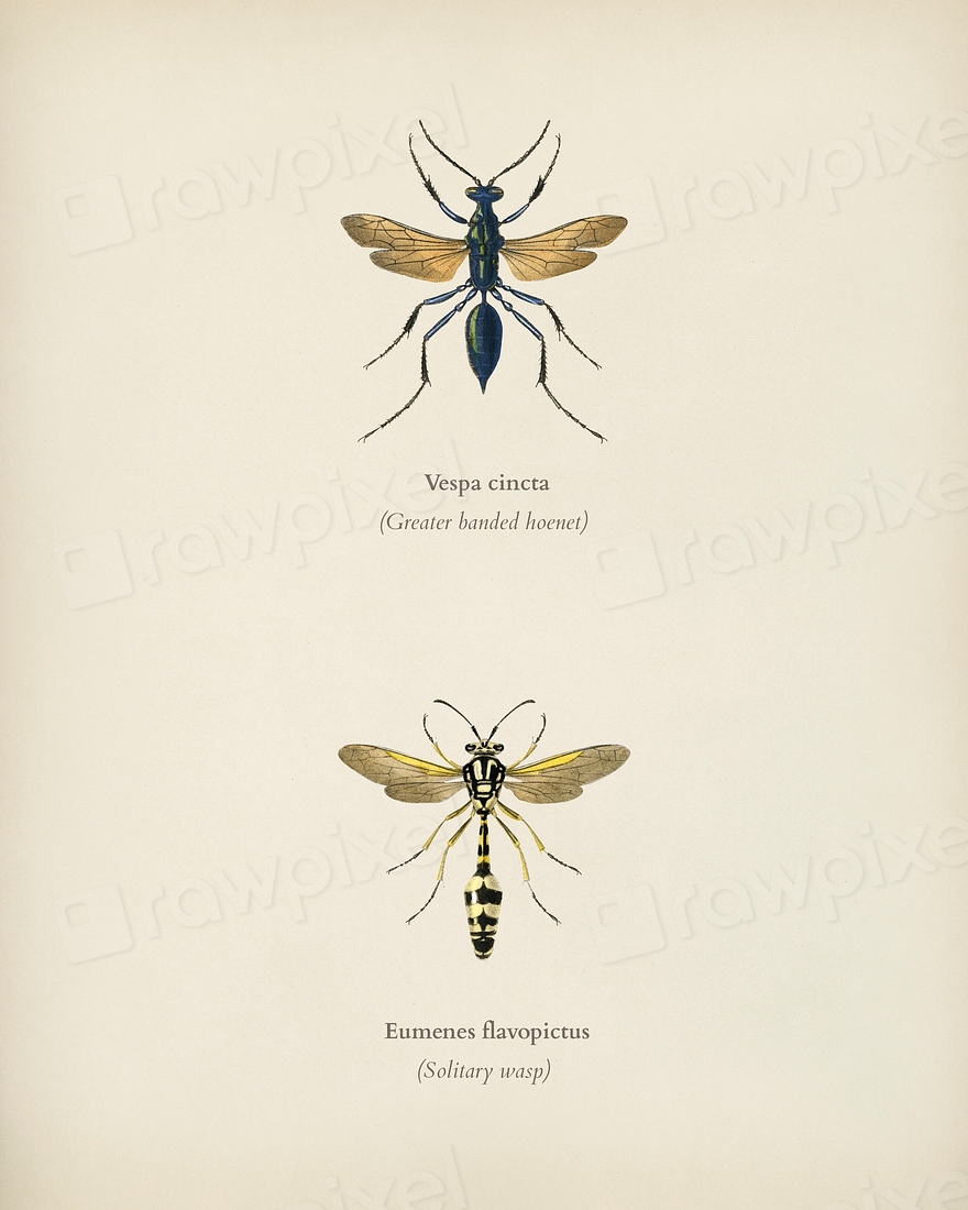 Different types of insects illustrated | Premium Photo - rawpixel