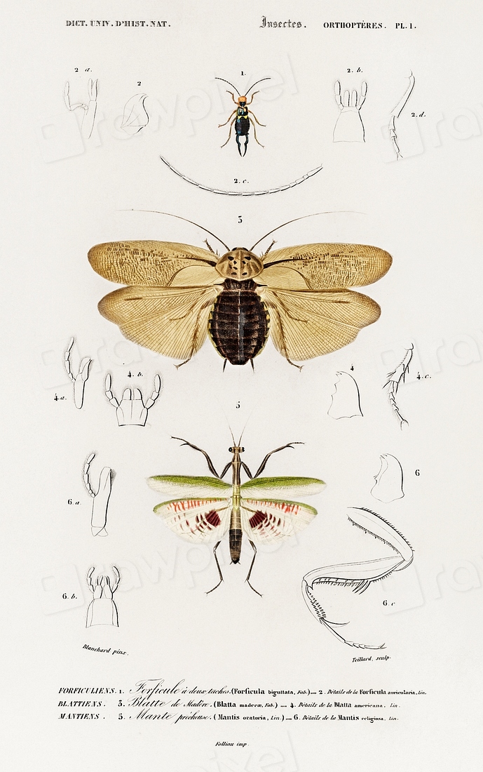 Different types insects illustrated Charles | Free Photo Illustration ...