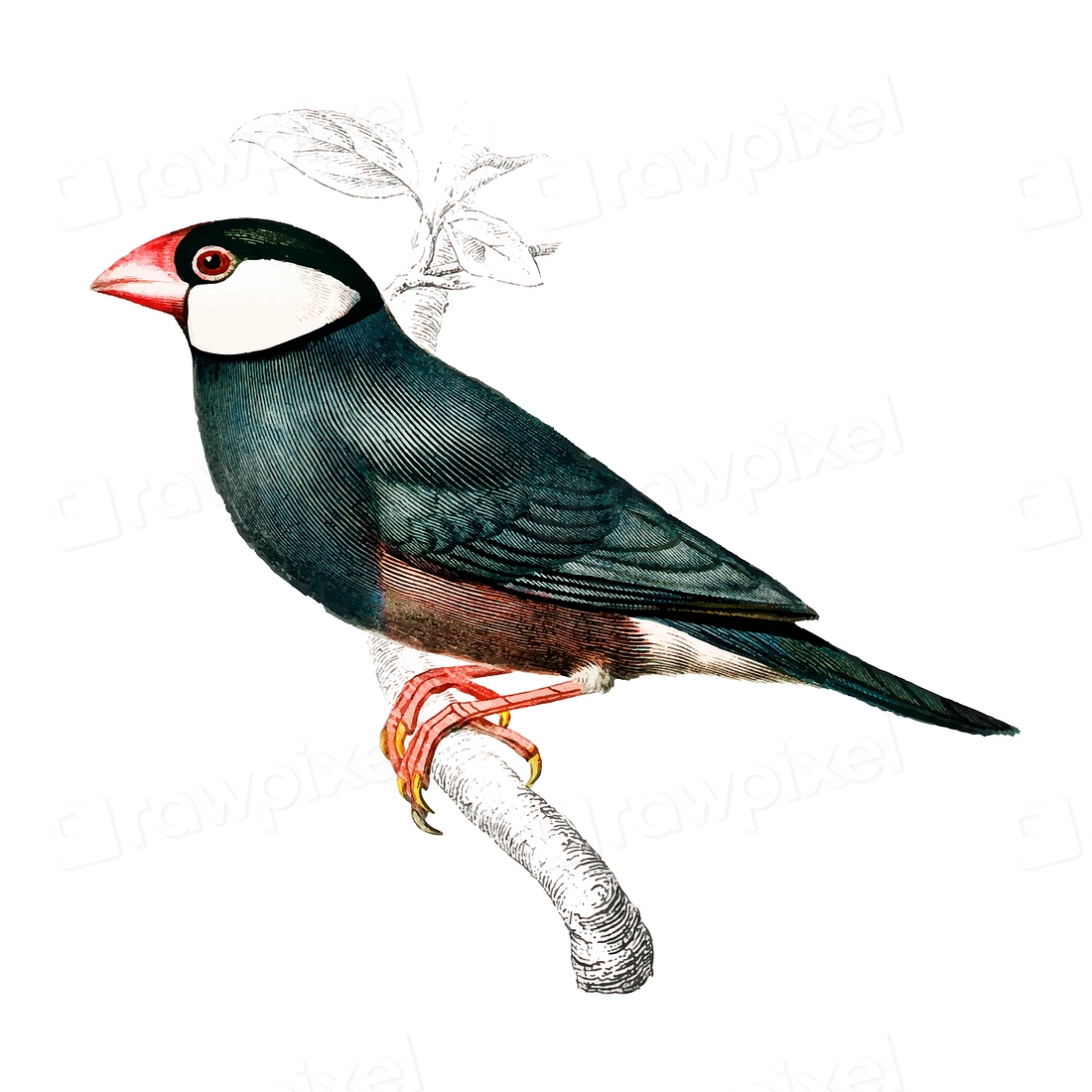 Java Sparrow (Lonchura Oryzivora) illustrated | Premium Vector ...