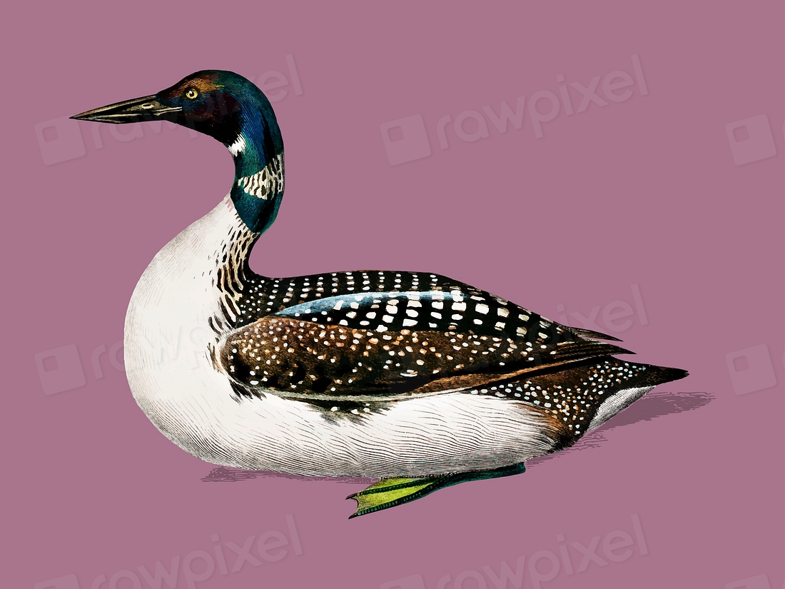Loon (Gavia) illustrated Charles Dessalines | Premium Vector ...
