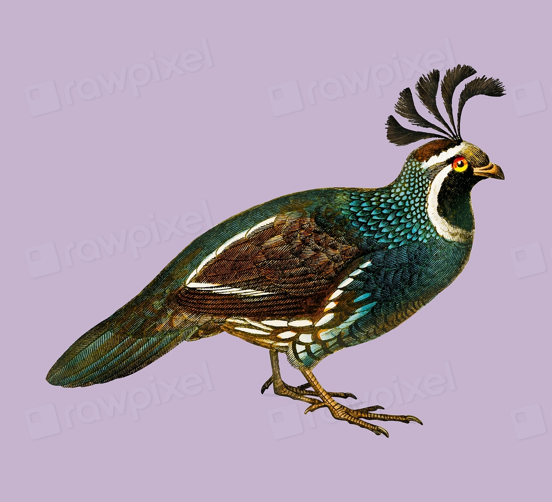 California quail (Callipepla californica) illustrated | Premium Vector ...