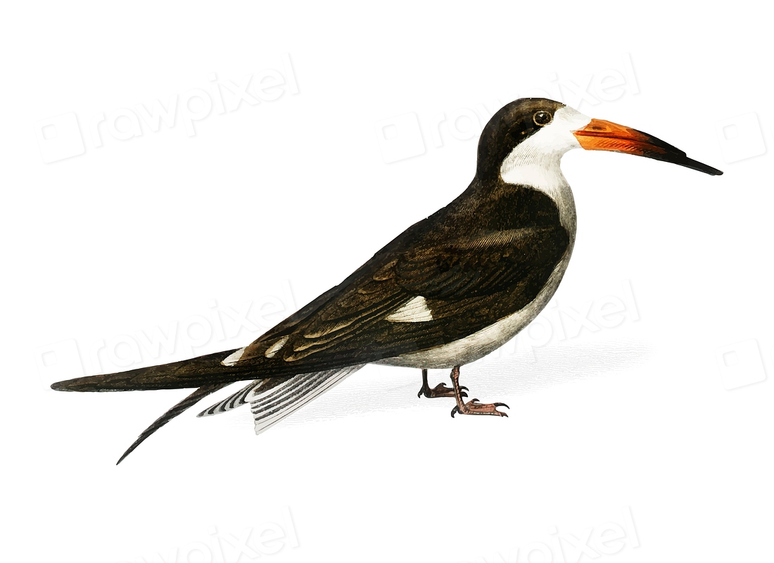 Bec-en-ciseaux noir illustrated Charles Dessalines | Premium Vector ...