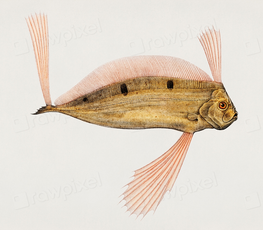 Ribbonfish (Trachipterus trachypterus) illustrated Charles | Premium ...