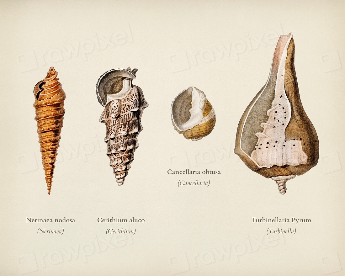 Different types mollusks illustrated Charles | Premium Photo - rawpixel