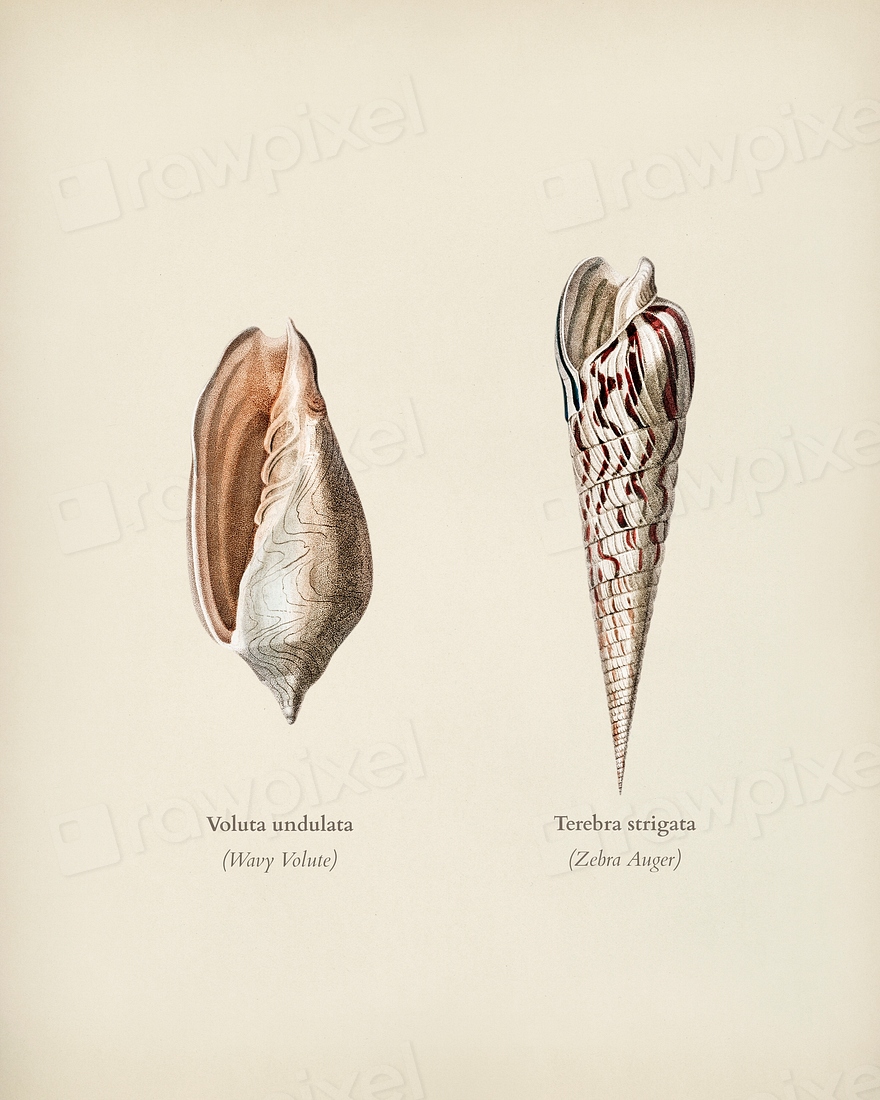 Wavy Volute (Voluta undulata) and | Premium Photo - rawpixel