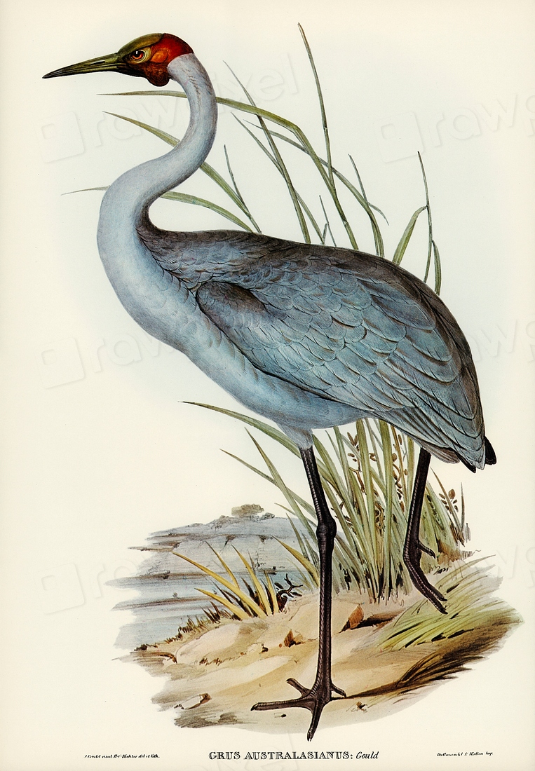 Australian Crane (Grus Australasianus) illustrated | Free Photo ...