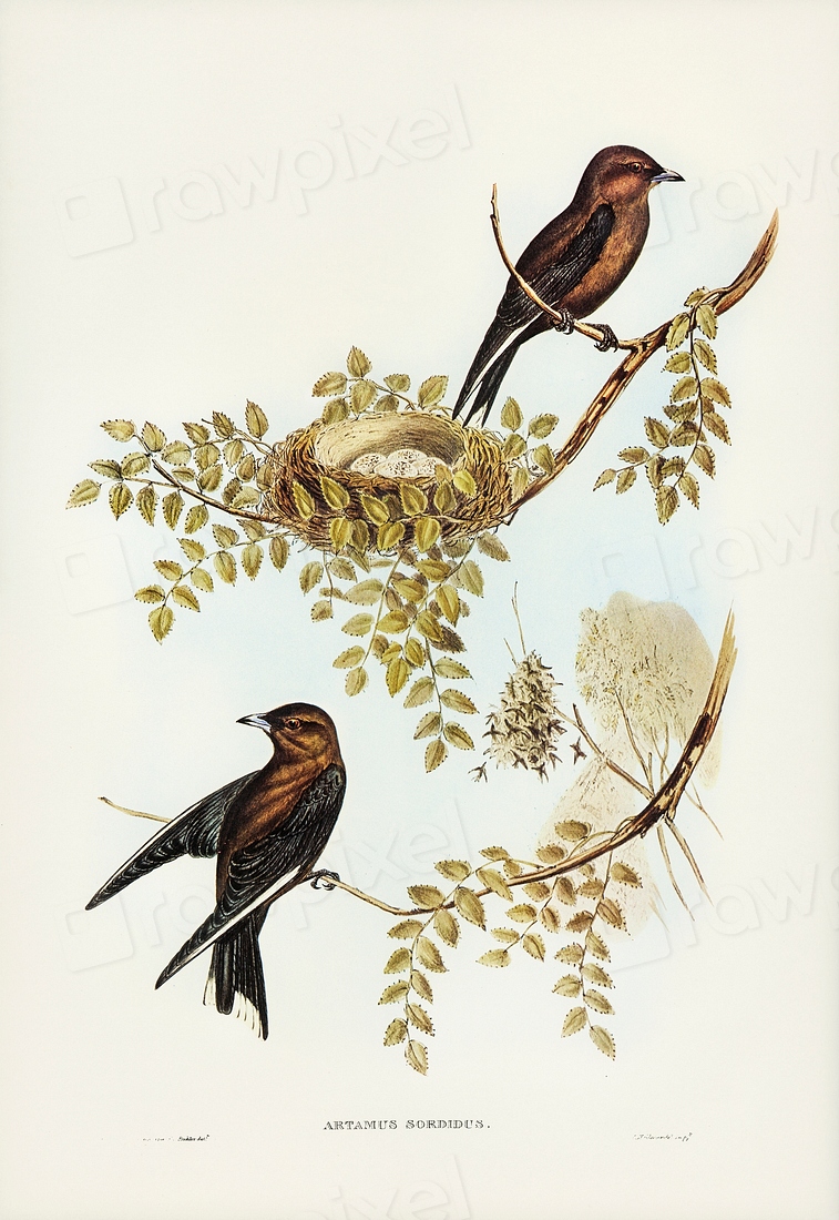 Wood Swallow (Artamus sordid) illustrated | Free Photo Illustration ...