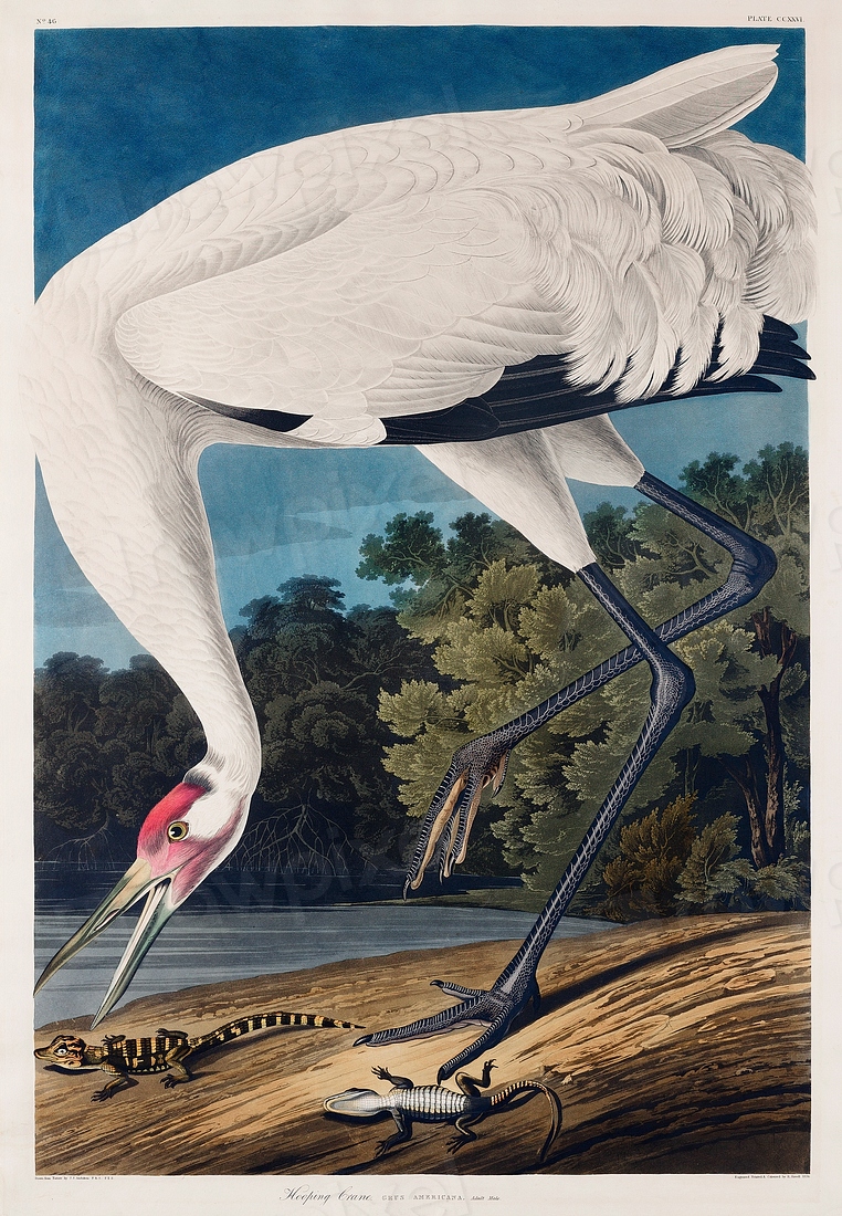Hooping Crane Birds America (1827) | Free Photo Illustration - rawpixel