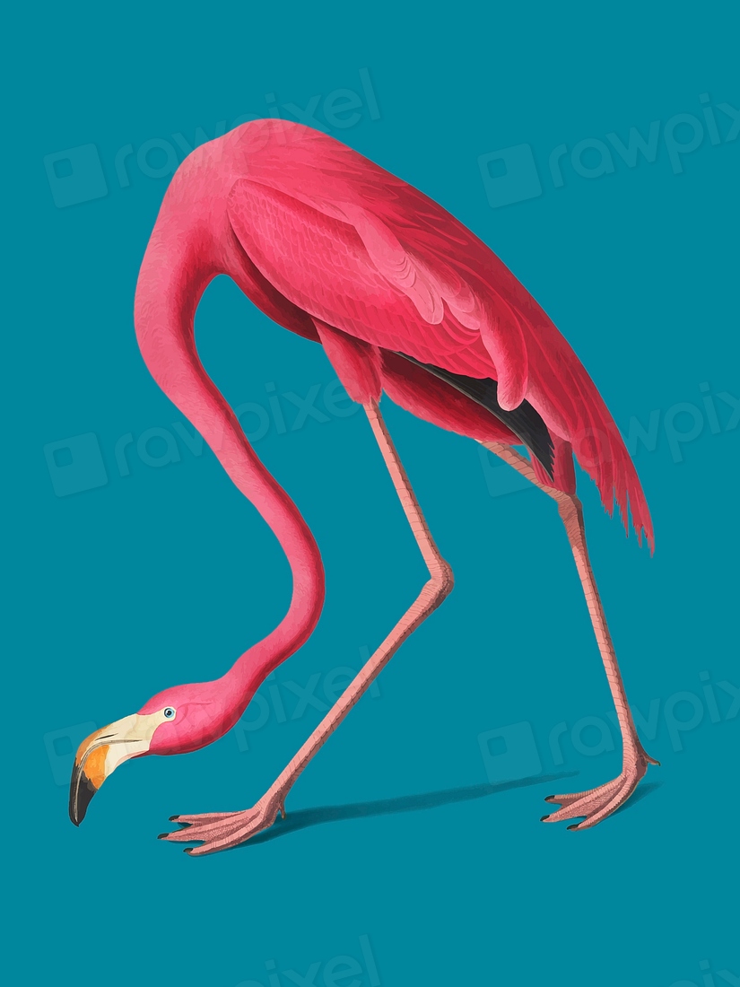 Pink Flamingo illustration | Premium Vector Illustration - rawpixel