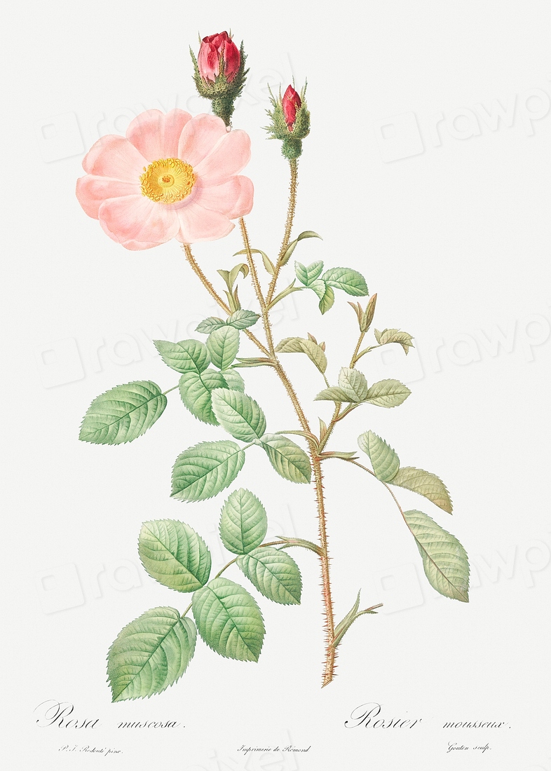 Musk Rose, also known as | Free Photo Illustration - rawpixel