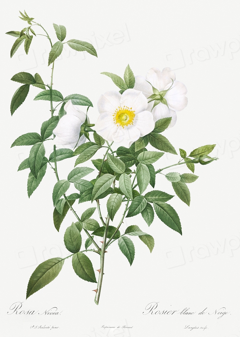 Cherokee Rose, also known as | Free Photo Illustration - rawpixel