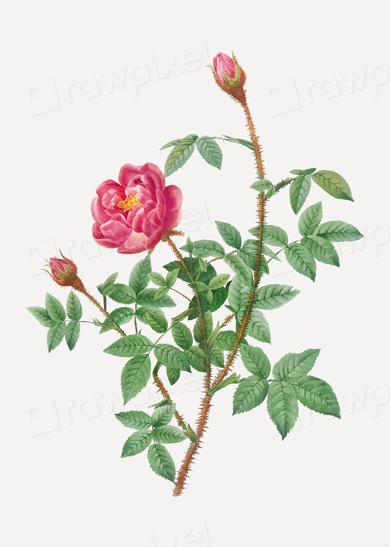 Vintage blooming moss rose illustration | Premium Vector Illustration ...