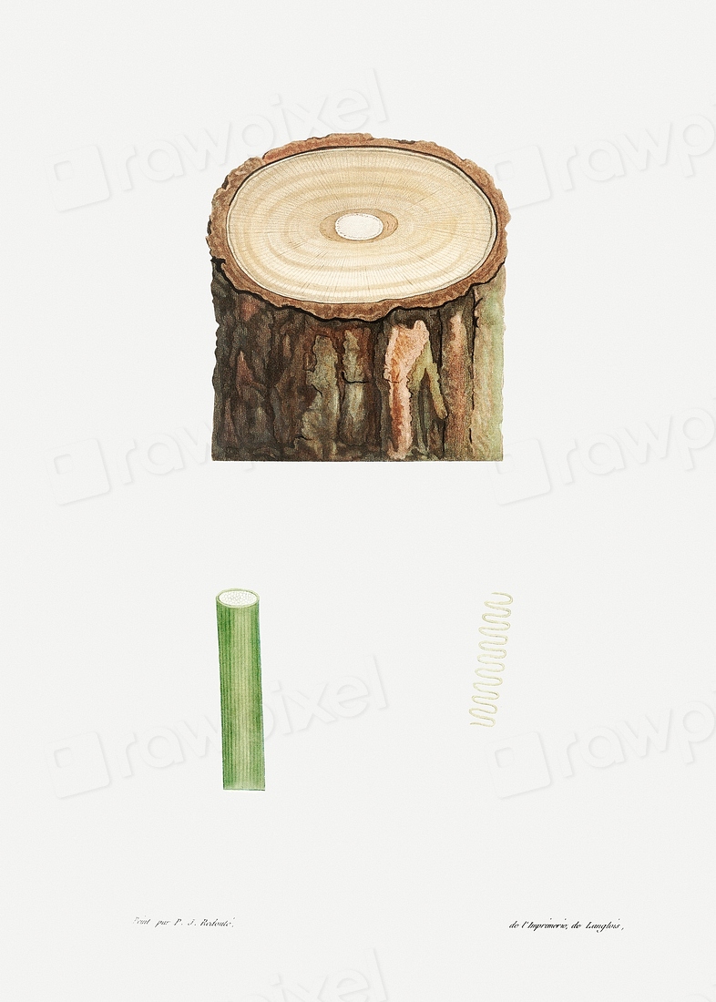 Tree stump and plant stem | Free Photo Illustration - rawpixel