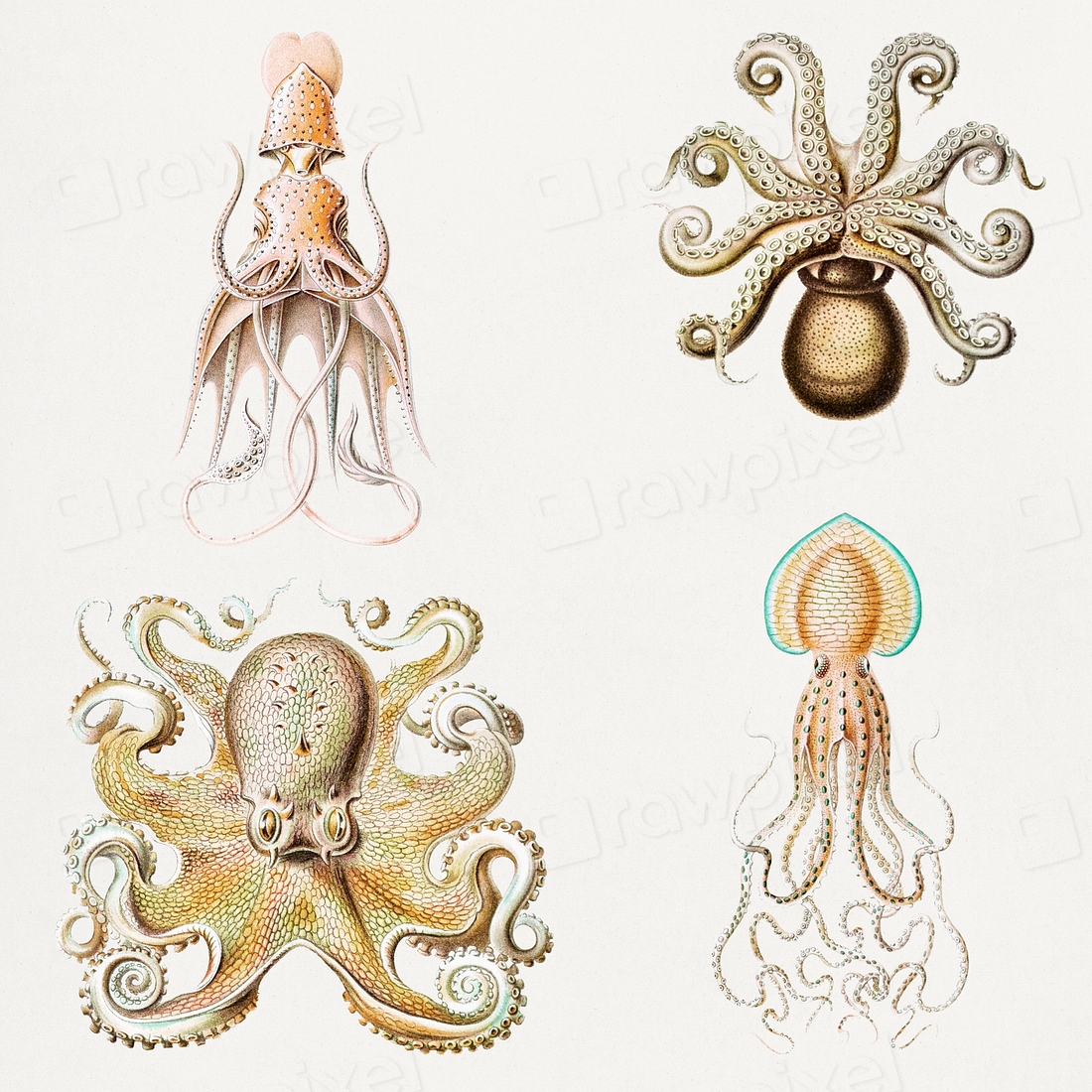 Vintage octopus illustration set mockup | Premium PSD - rawpixel