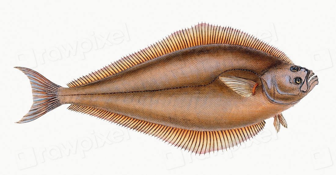 Atlantic halibut Natural History British | Free Photo Illustration ...
