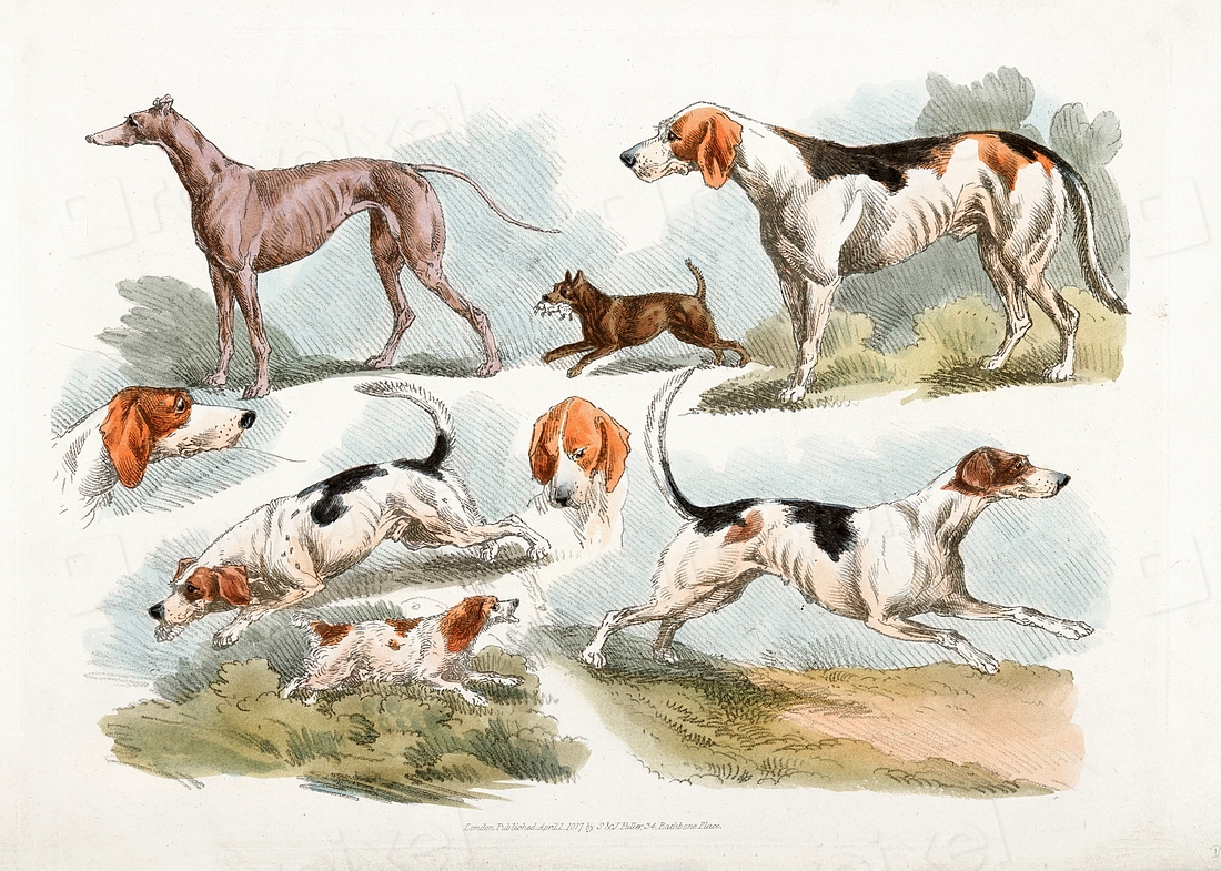 Illustration hunting dogs Sporting Sketches | Free Photo Illustration ...