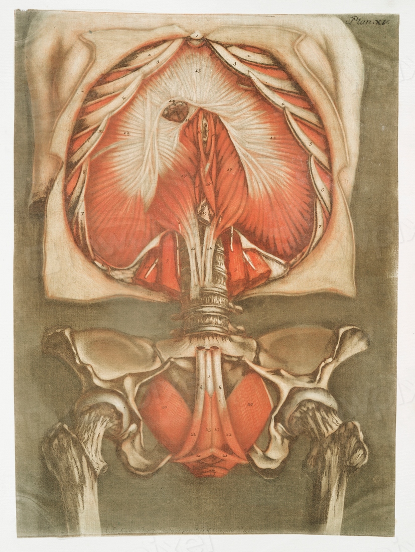 This fascinating collection anatomical illustrations | Free Photo ...