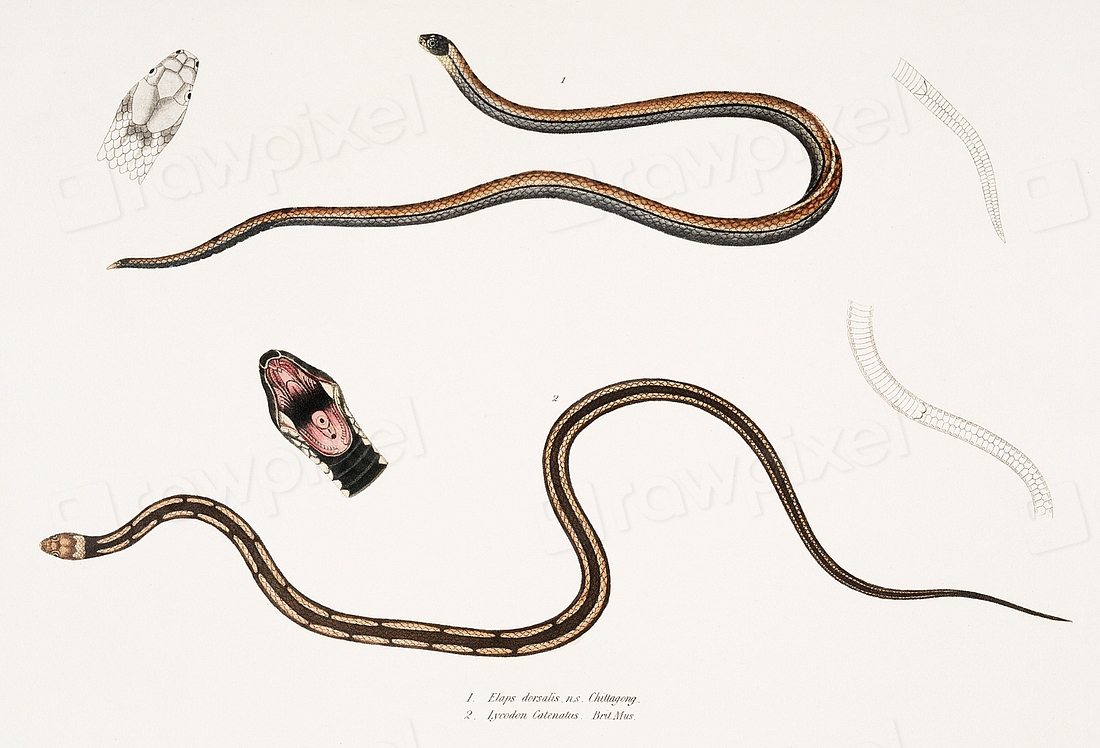 1. Lined backed Elaps (Elaps | Free Photo Illustration - rawpixel