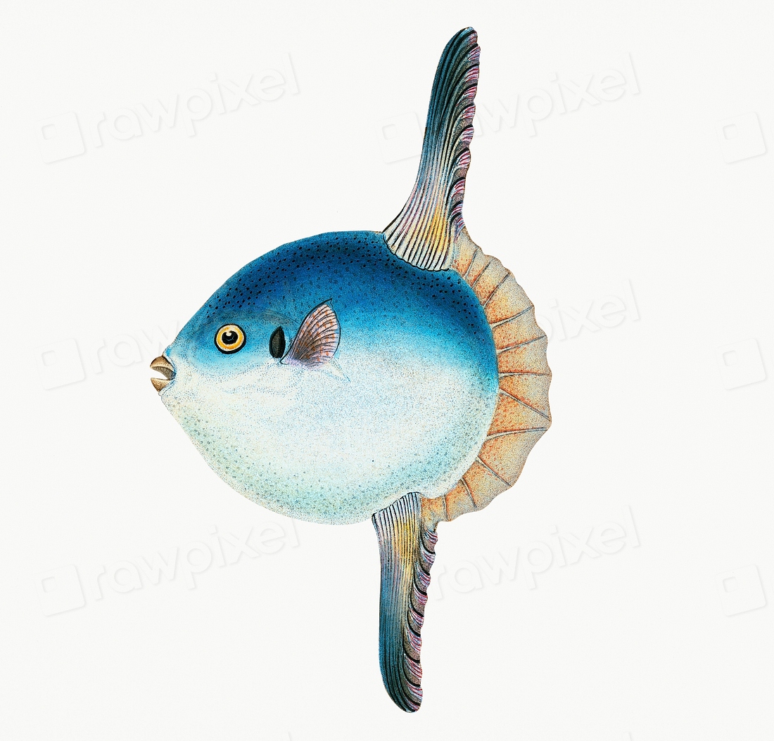 Short Sun-fish Natural History British | Free Photo Illustration - rawpixel