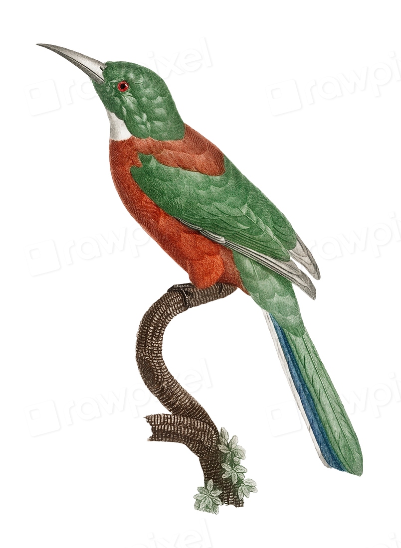 Vintage illustration of Great Jacamar | Premium PSD - rawpixel