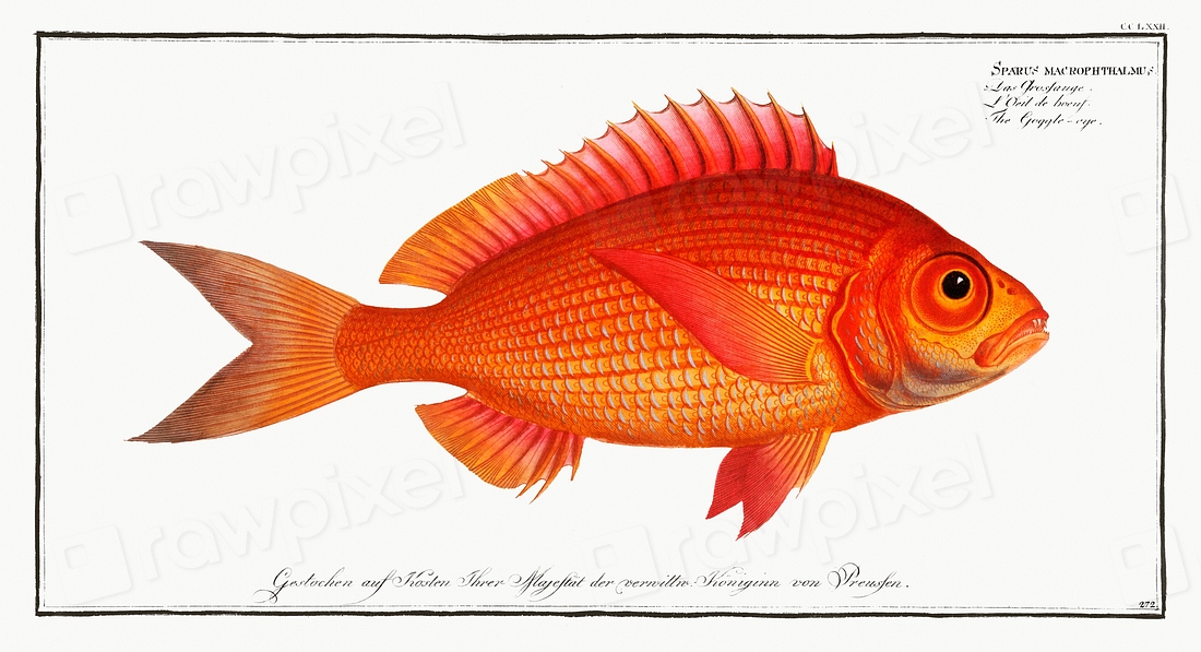 Goggle-eye (Sparus macrophthalmus) Ichtylogie, ou | Free Photo ...