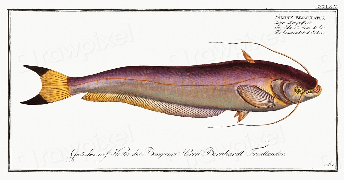 Bimaculated Silure (Silurus bimaculatus) Ichtylogie, | Free Photo ...