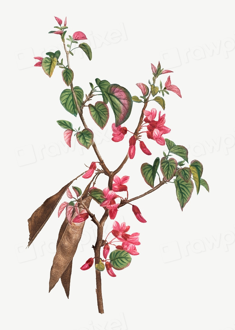 Beautiful vintage judas tree vector | Premium Vector Illustration ...