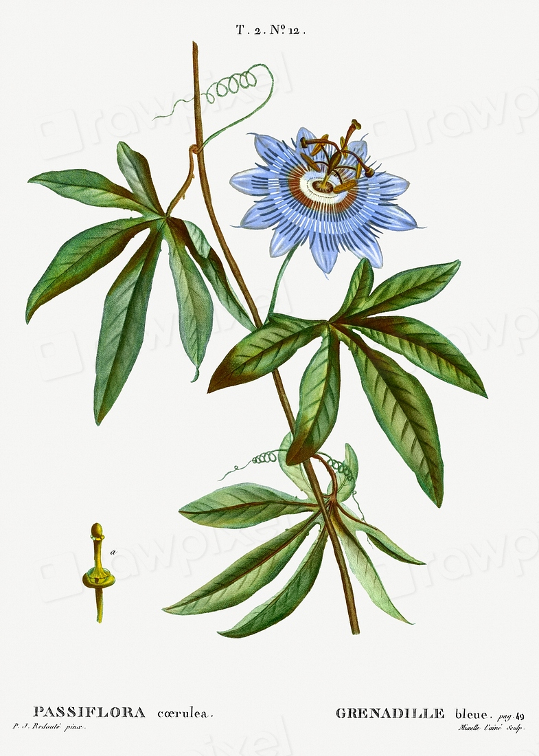 Blue Passionflower Passiflora Caerulea Traité Free Photo Illustration Rawpixel