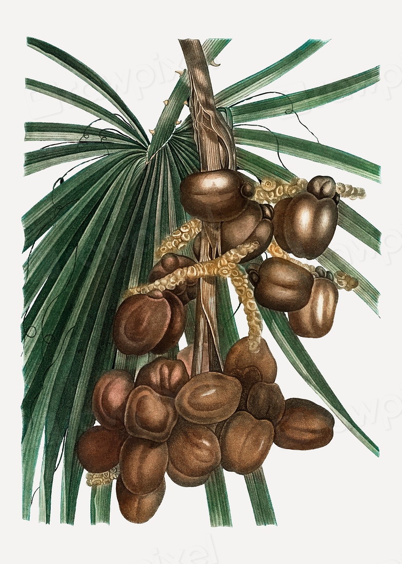 Vintage date palm plant vector | Premium Vector Illustration - rawpixel