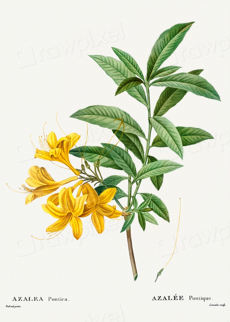 Yellow azalea Traité des Arbres | Free Photo Illustration - rawpixel