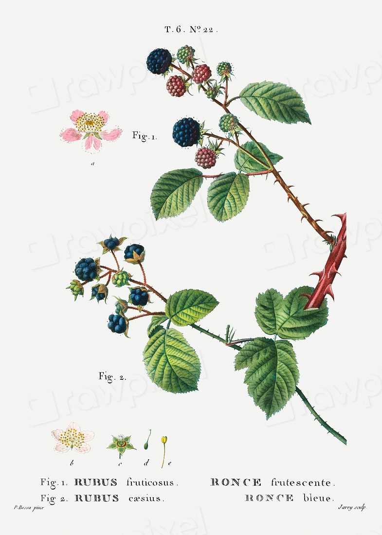 1. Blackberry (Rubus fruticosus) 2 | Free Photo Illustration - rawpixel