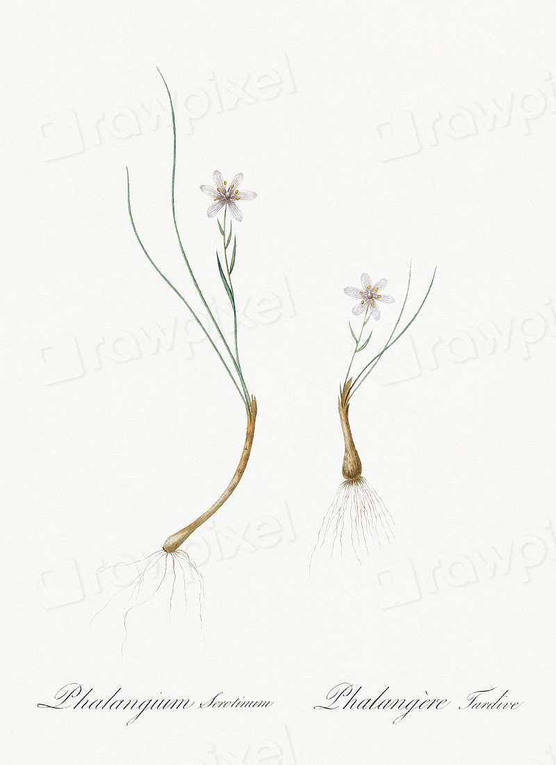 Snowdon lily illustration Les liliacées | Free Photo Illustration ...