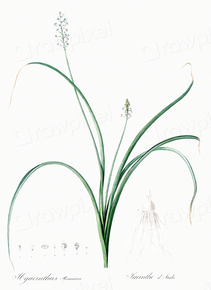 Roman hyacinth illustration Les liliacées | Free Photo Illustration ...