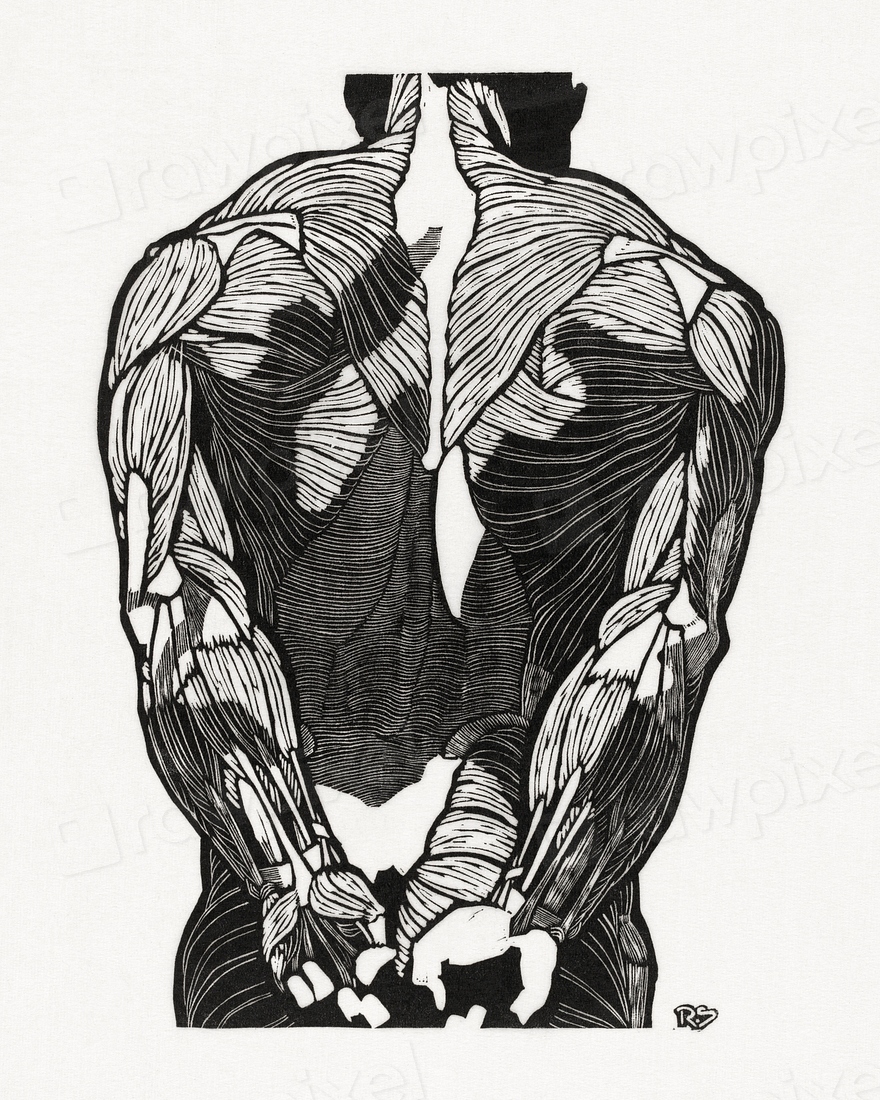 Anatomical study man's back muscles | Free Photo Illustration - rawpixel