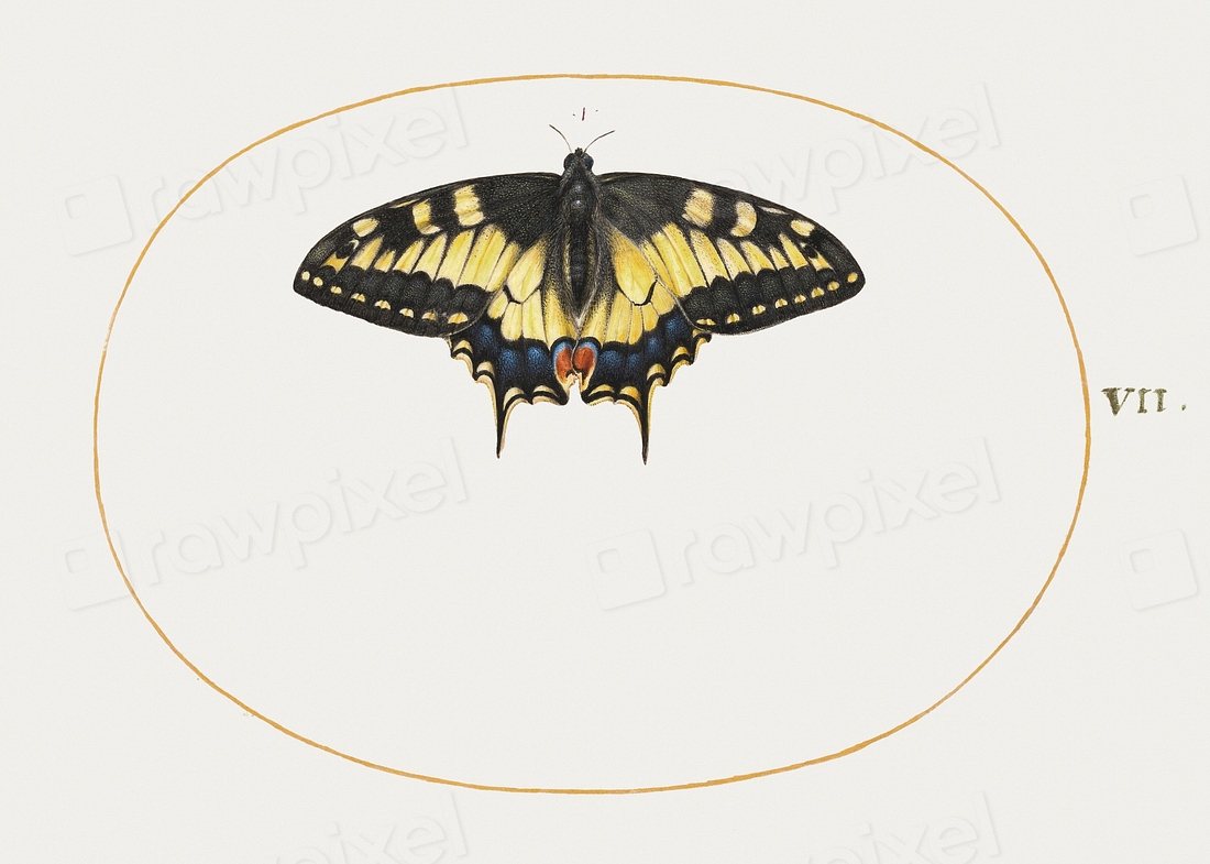 Yellow Swallowtail Butterfly (1575–1580) painting | Free Photo ...