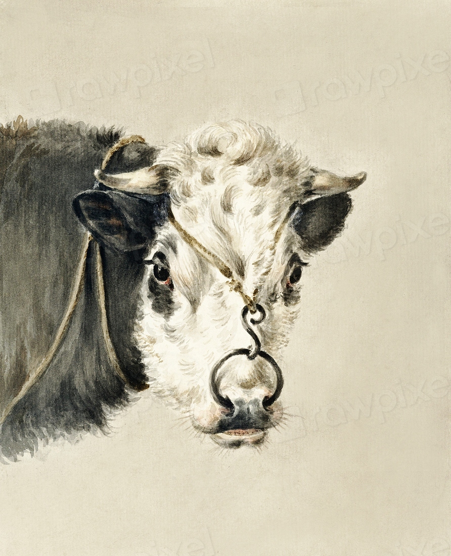 Head cow, ring nose (1820) | Free Photo Illustration - rawpixel