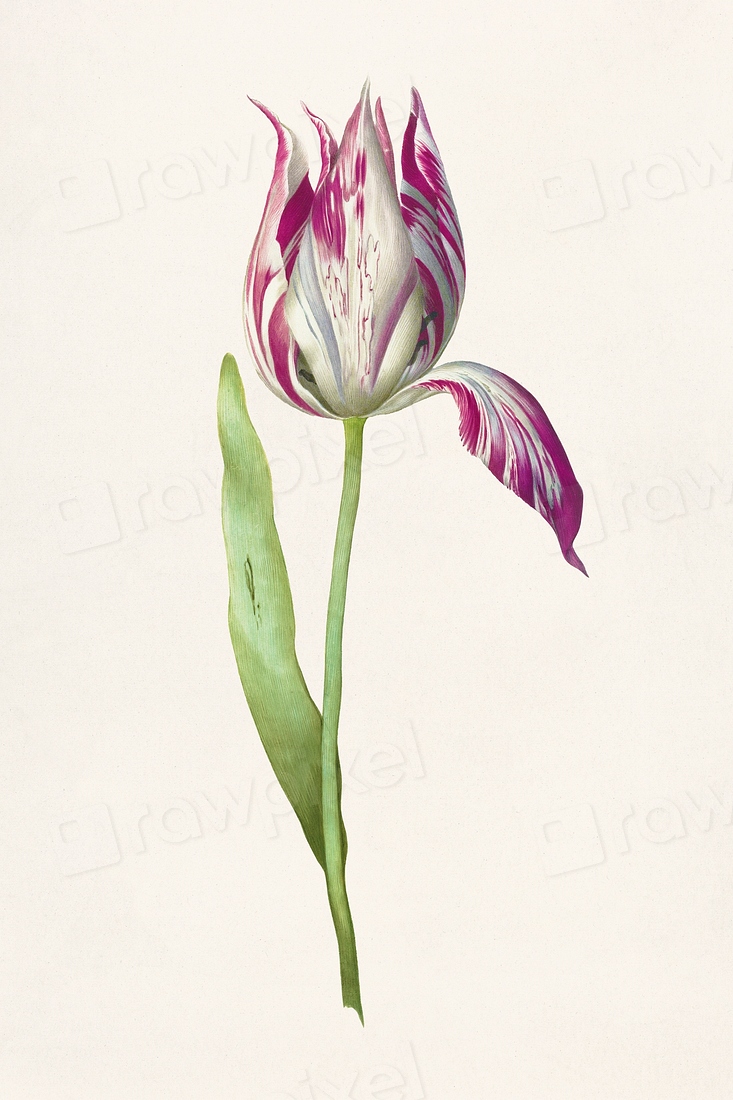 Single tulip flower botanical illustration | Free Photo Illustration ...