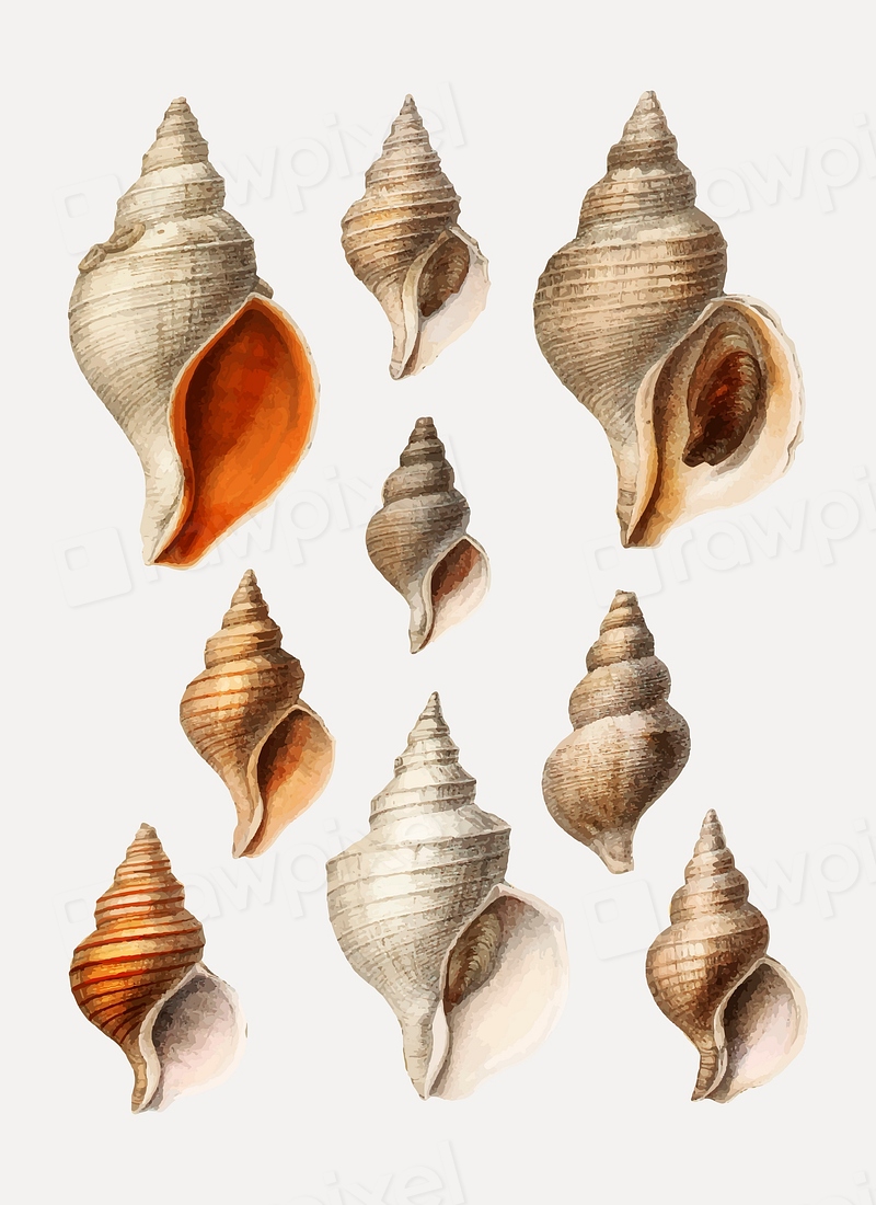 Conch shell varieties set illustration | Premium Vector - rawpixel