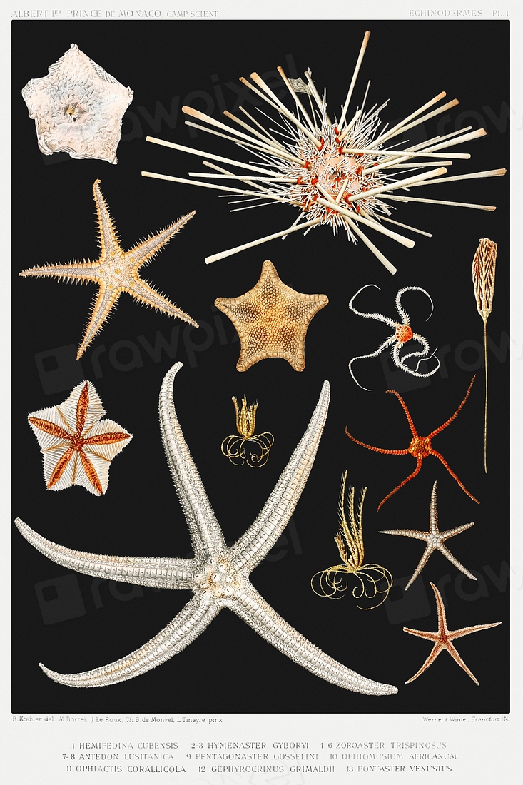 Starfish varieties set illustration Résultats | Free Photo Illustration ...