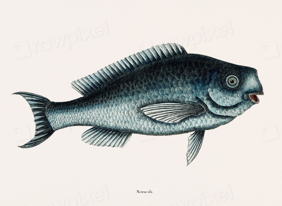 Blue Fish (Novacula Caerulea) natural | Free Photo Illustration - rawpixel